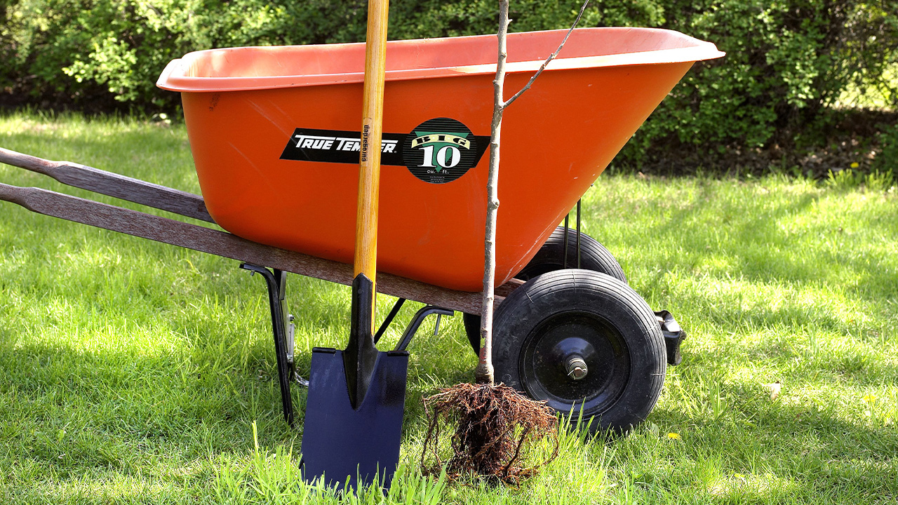 7 Steps for Planting Bare Root Trees in Your Yard - The Yard Magazine